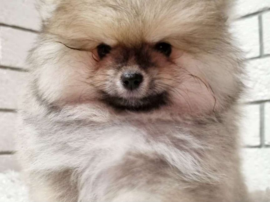 Померанский шпиц медвежьего типа