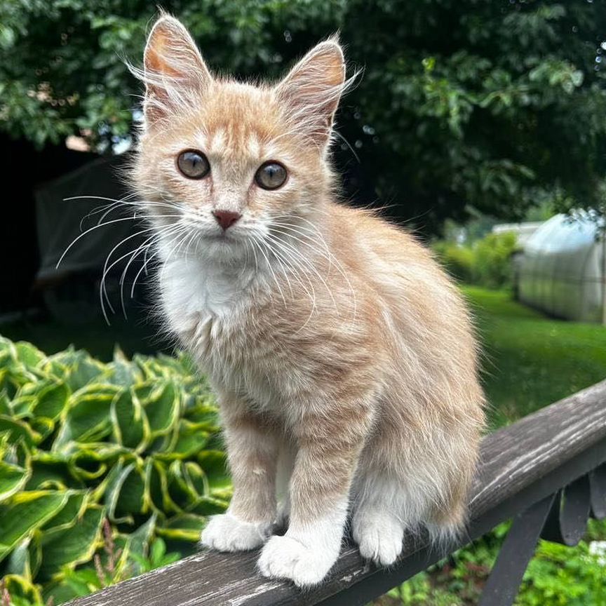 Котёнок в добрые руки