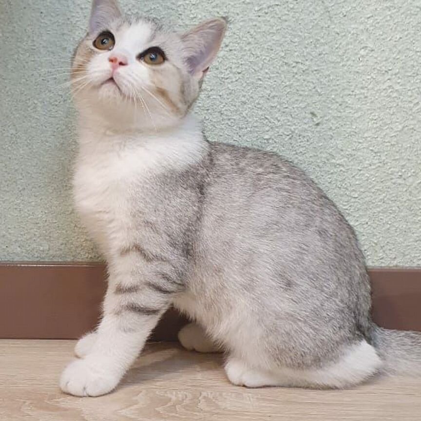 Продам шотландских котят
