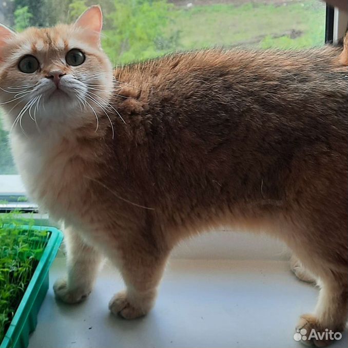 Британская шиншилловая кошечка