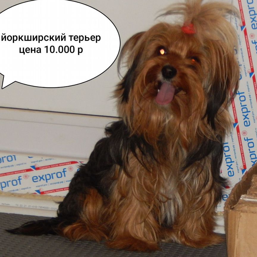 Щенок в добрые руки