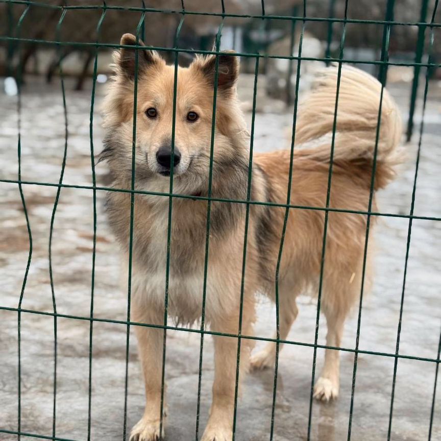 Собака в приюте