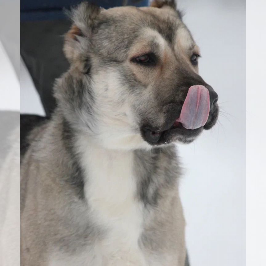 Кавказская овчарка, взрослая собака