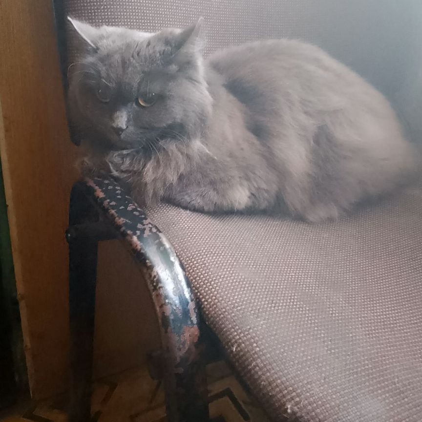 Шотландская вислоухая короткошёрстная, взрослая кошка