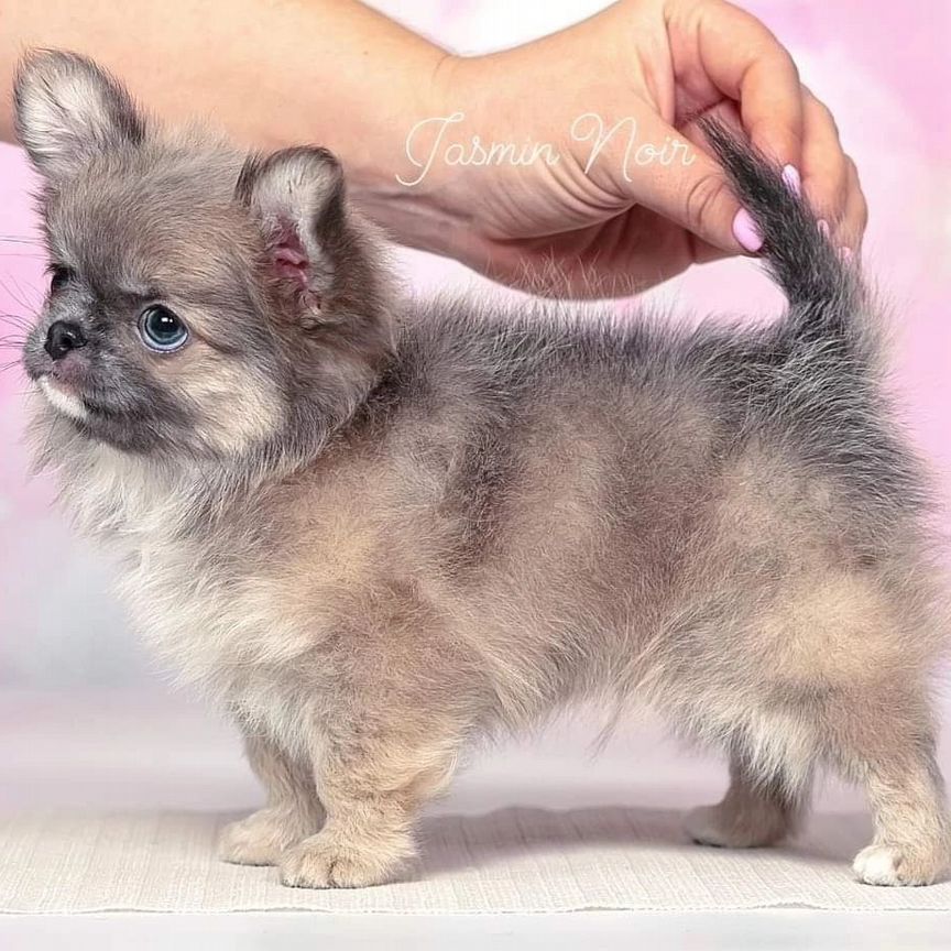 Чихуахуа мальчик голубой соболь