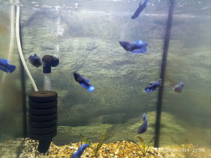 Аквариумные рыбки. Петушок, самочки