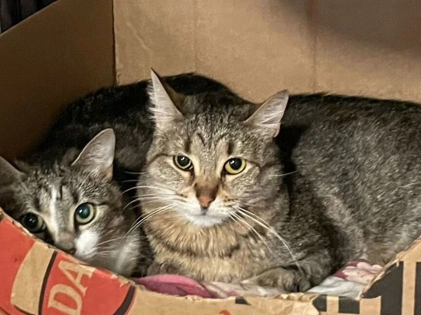 Две кошечки почти год в летке, некуда вернуть