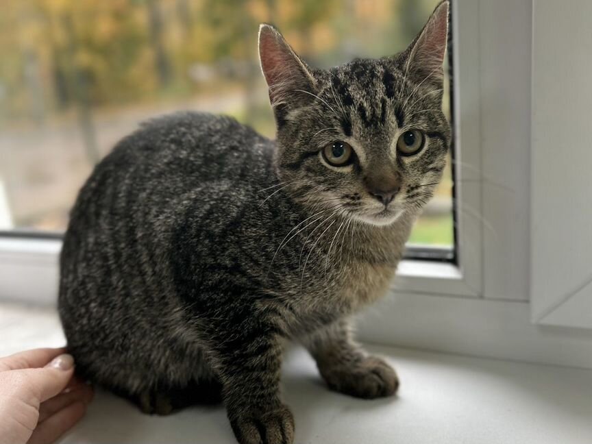 Котёнок