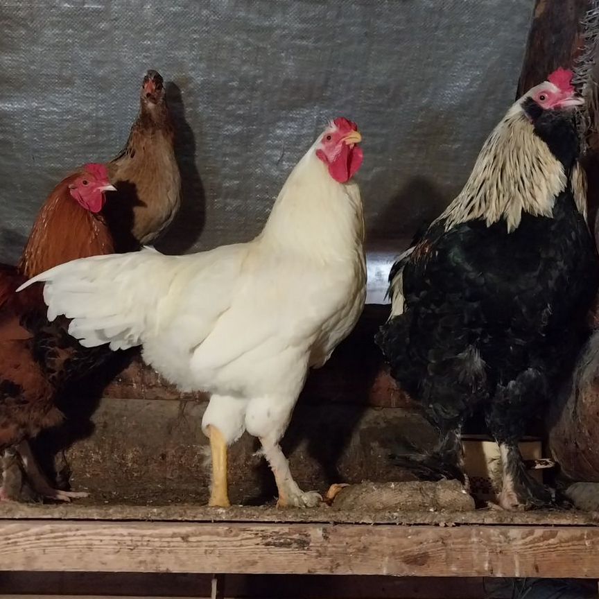 Домашние молодые петухи