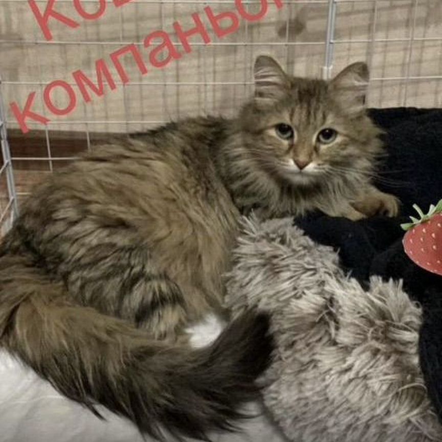 Роскошная кошка красавица