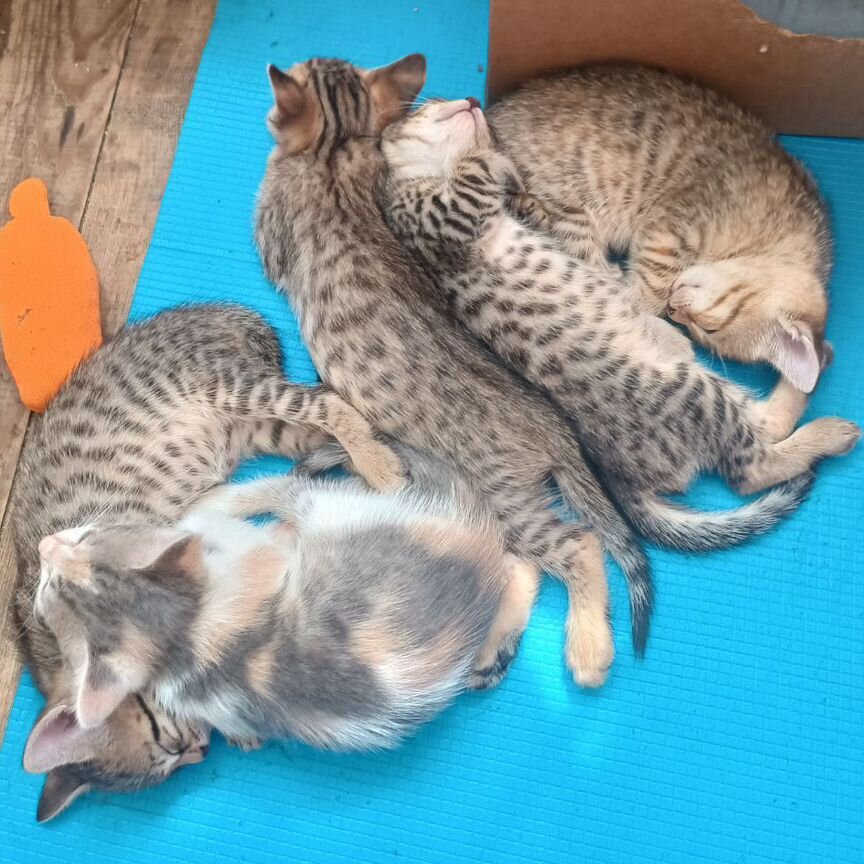 Котятки
