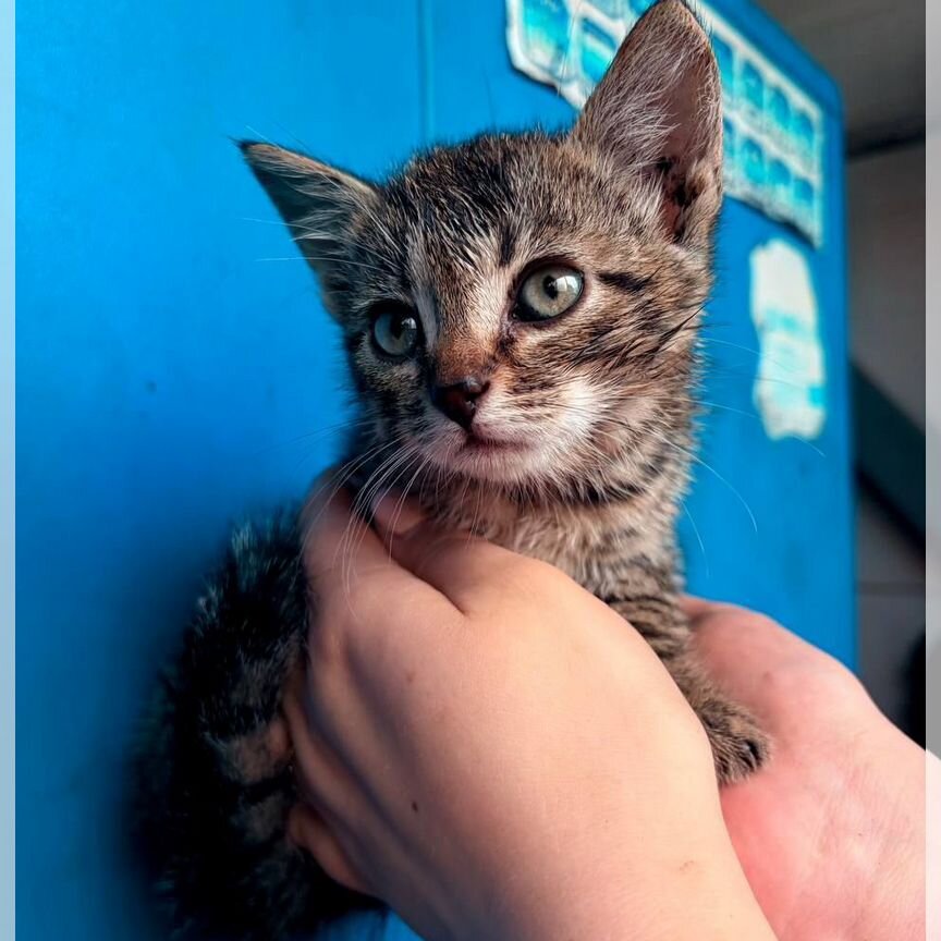 Котёнок в добрые руки