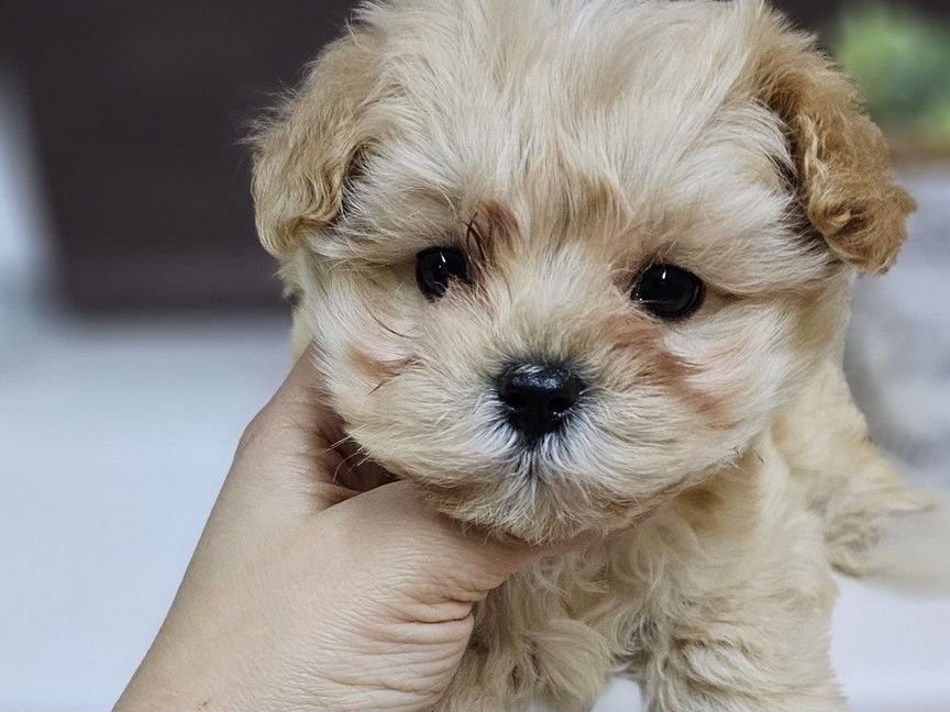 Мальтипу f1 mini