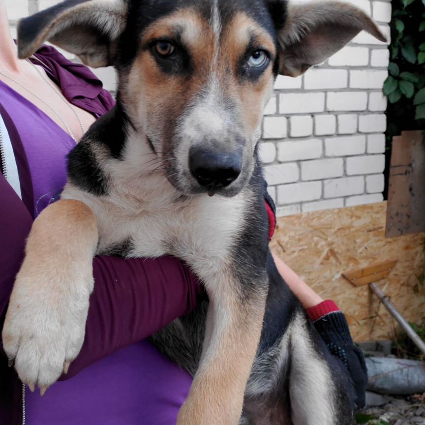 Щенок В добрые руки бесплатно