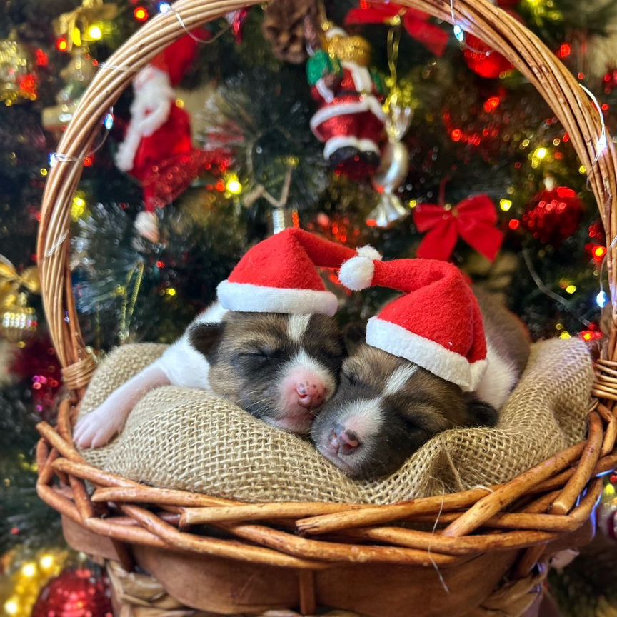 Басенджи, щенок