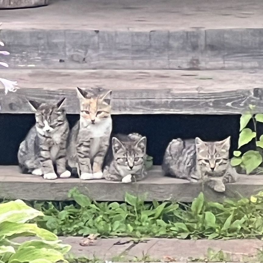 Котята в добрые руки бесплатно