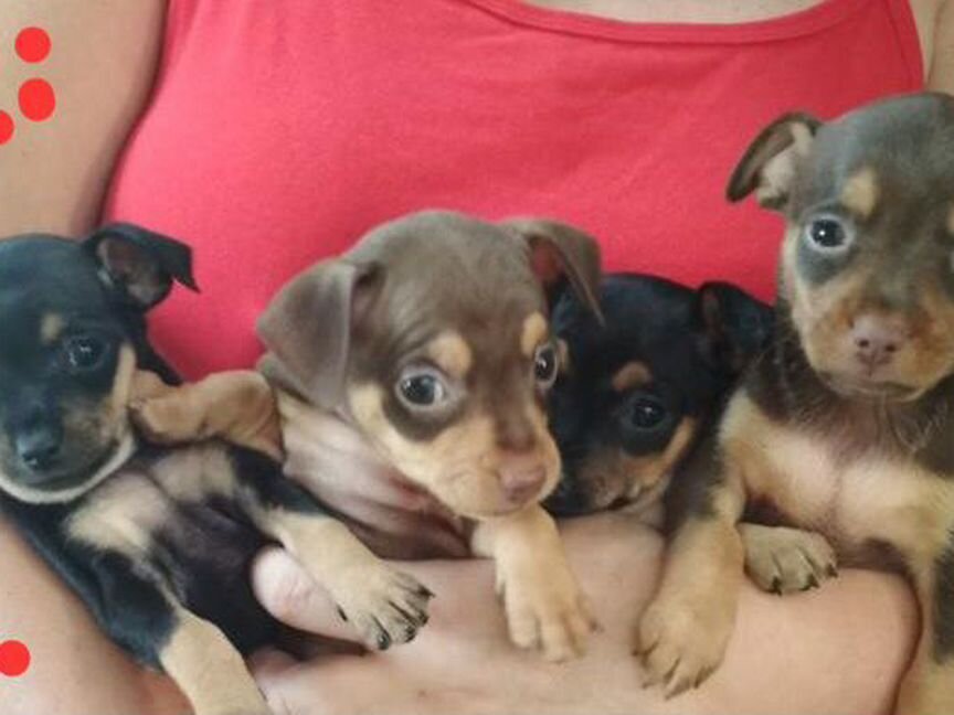 Щенки тойчик и чихуа