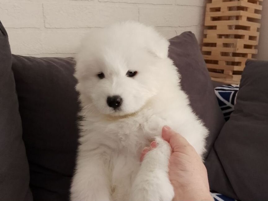 Самоедская лайка