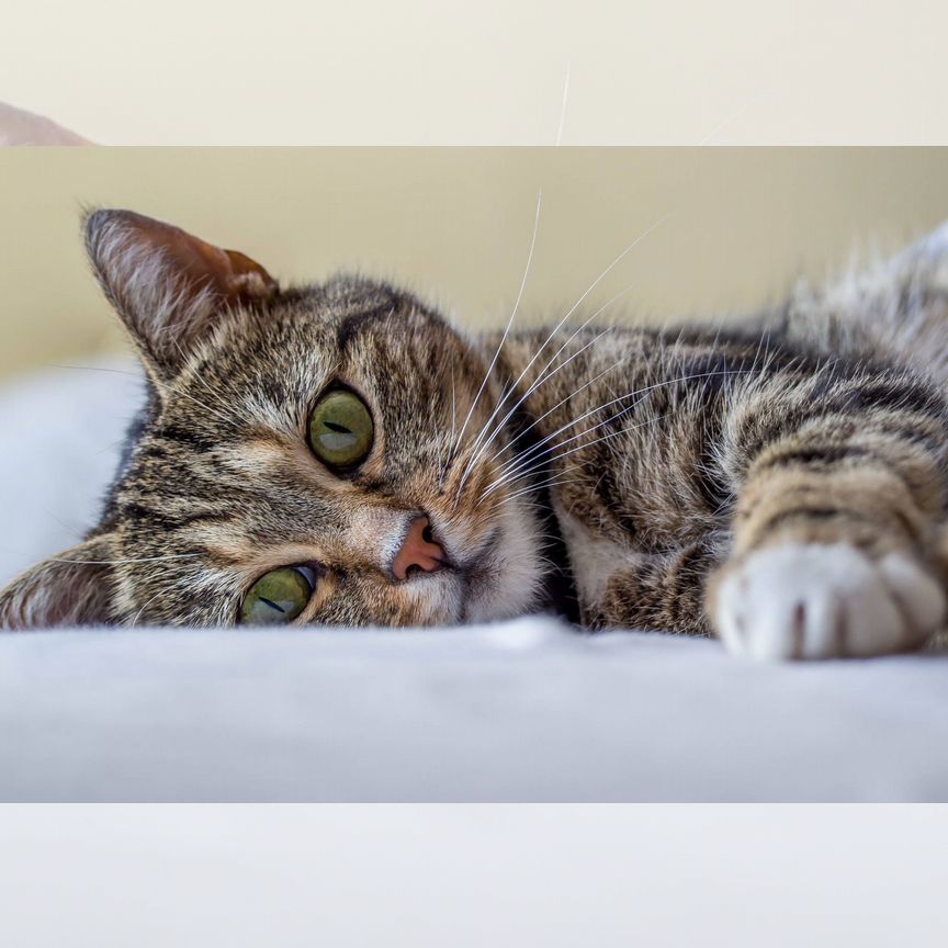 Взрослая кошка в добрые руки