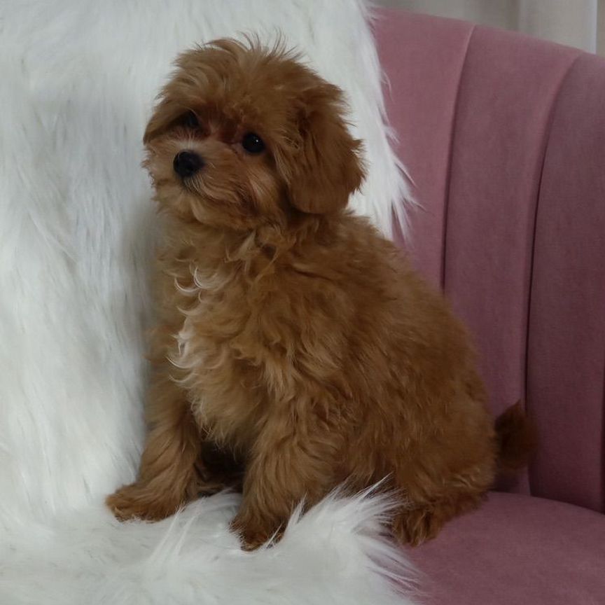 Мальтипу, щенок