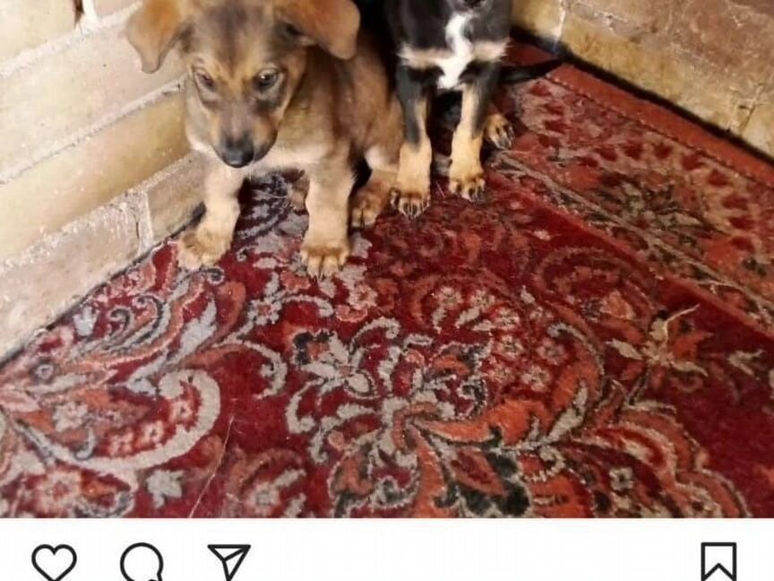 Щенки попали в отлов