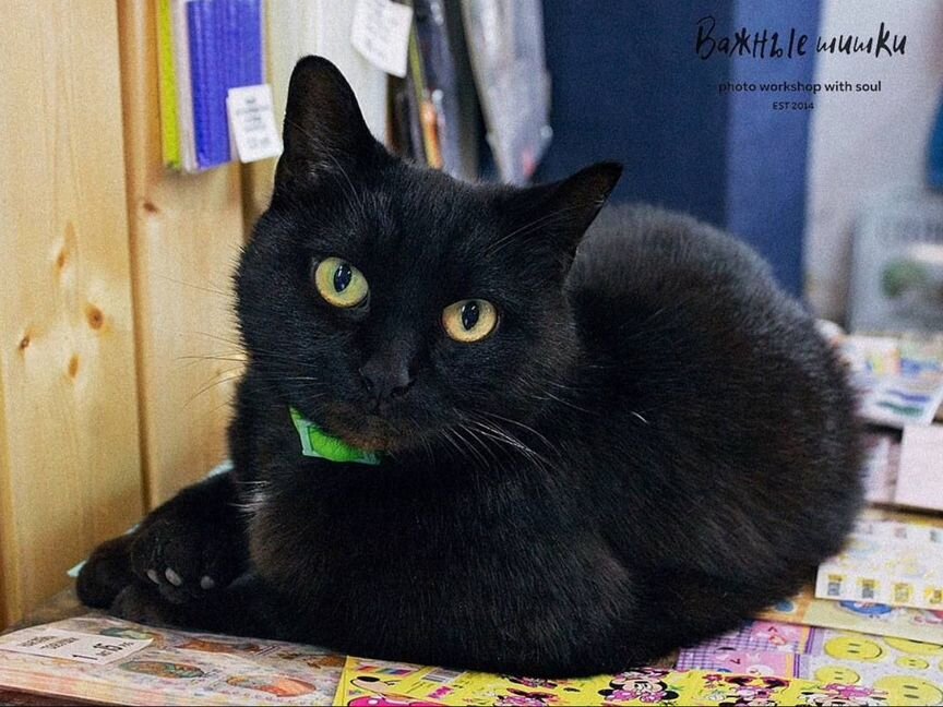 Кошка ищет дом