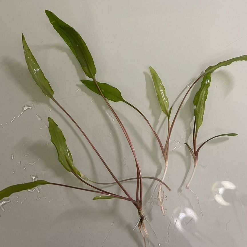 Аквариумное растение