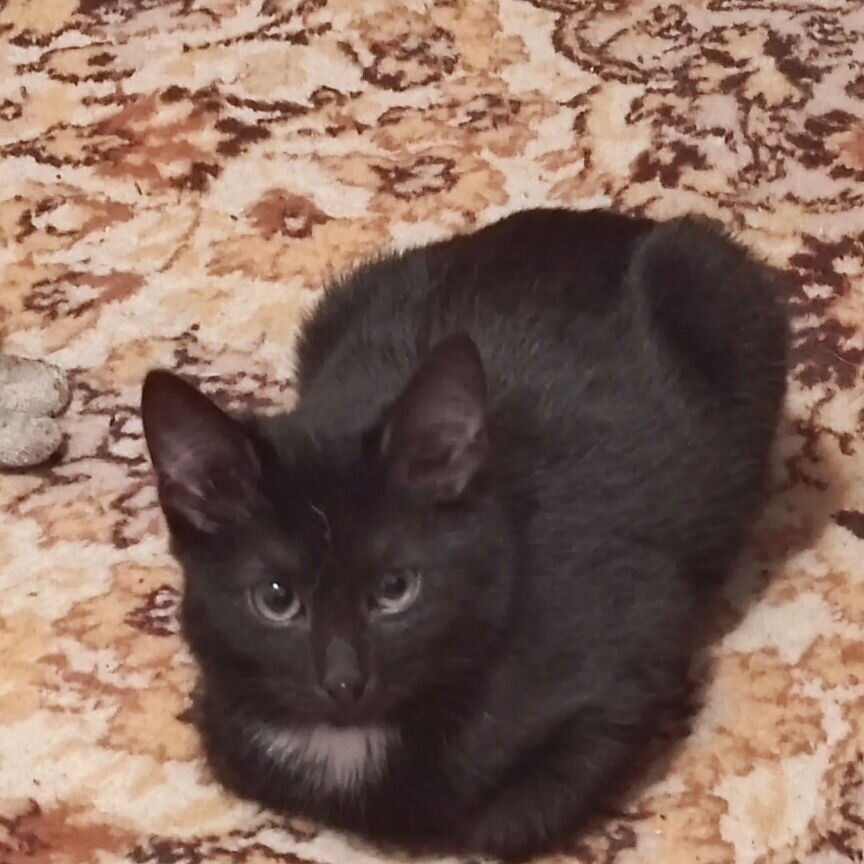 Отдам котенка в добрые руки