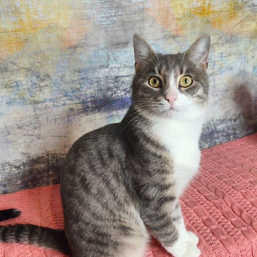 Котенок Плутоша