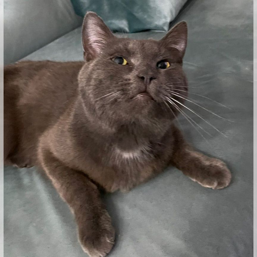 Русский голубой, взрослый кот