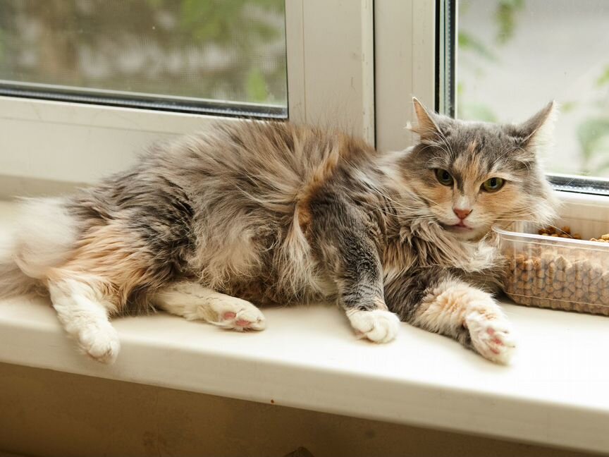 Прекрасная молодая кошечка