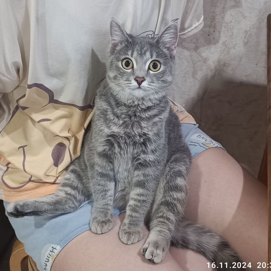Отдам котенка в добрые руки