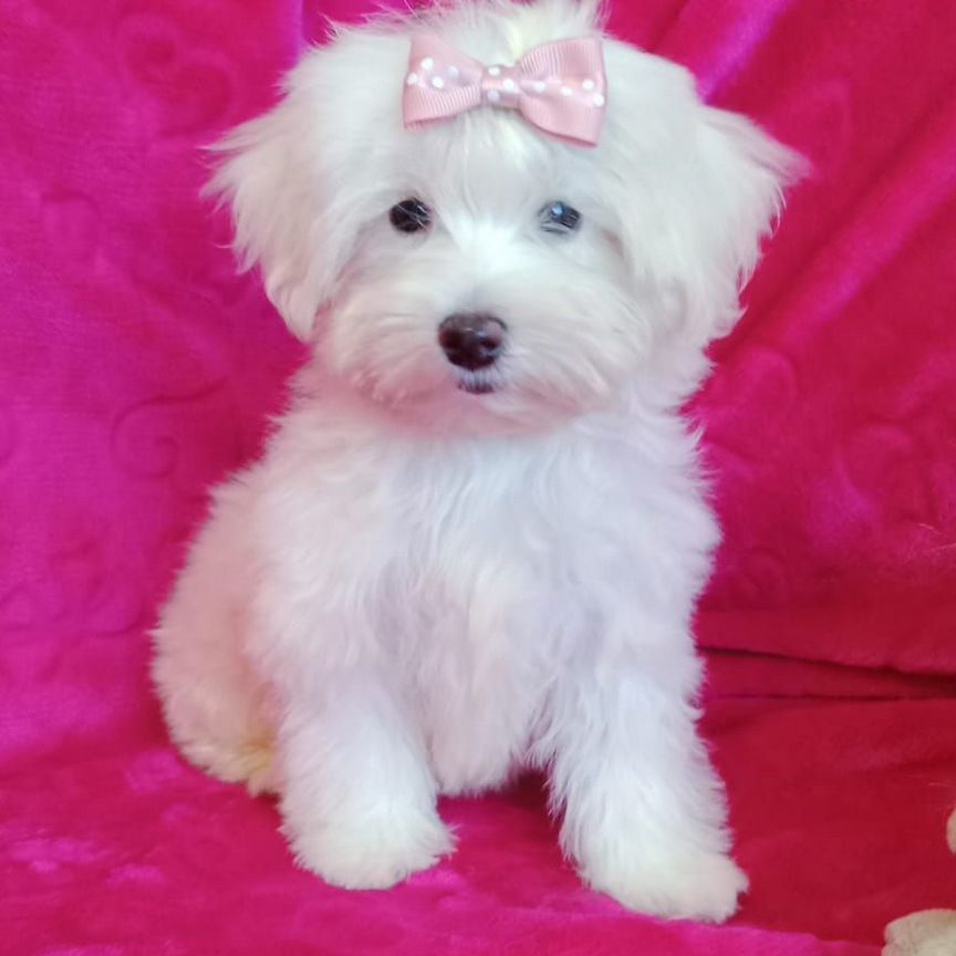 Мальтипу, щенок