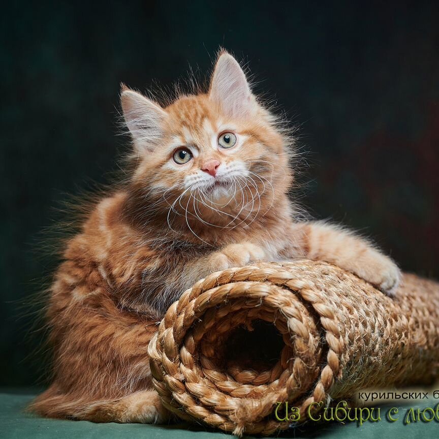 Фруктовенький котик