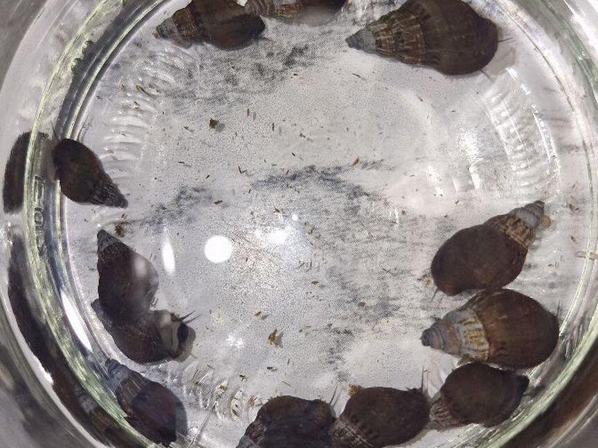 Улитки мелании граниферы