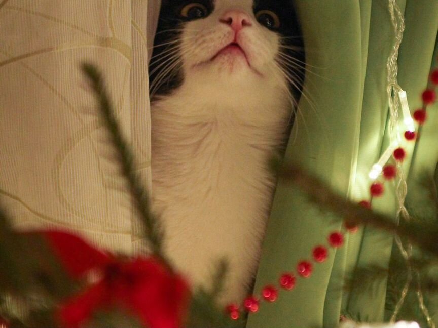 Ищет дом котенок