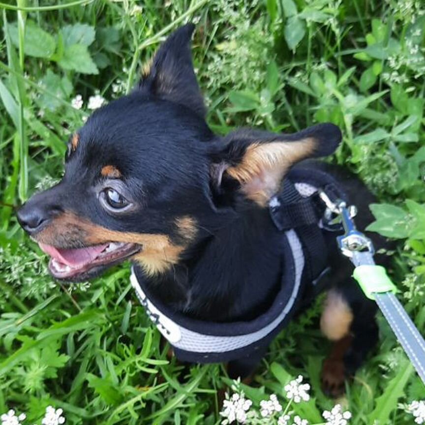 Чихуахуа, щенок