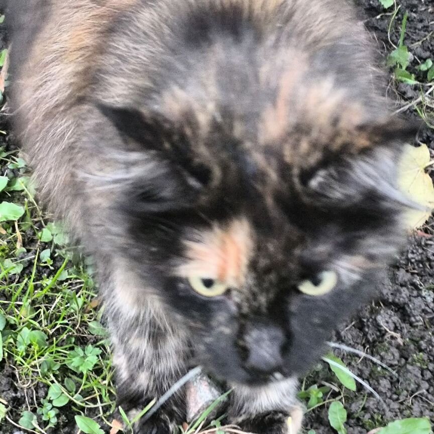 Взрослая кошка в добрые руки