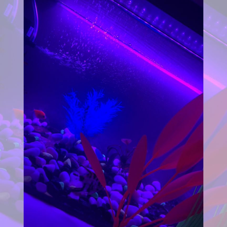 Светящиеся водоросли