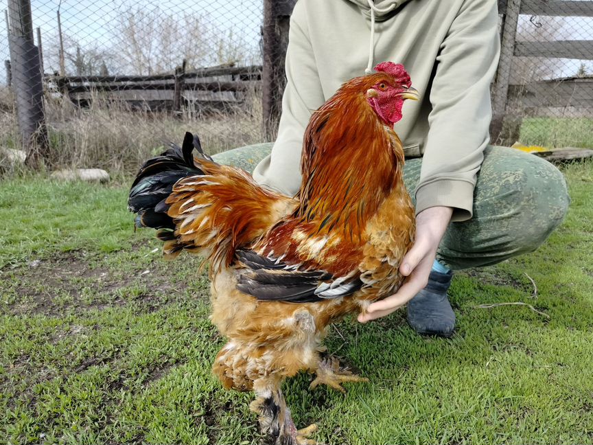 Петух брама палевая
