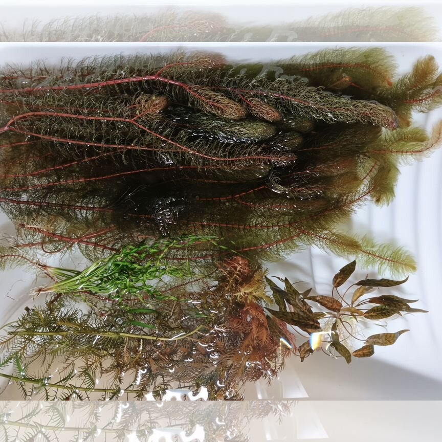 Большая прополка