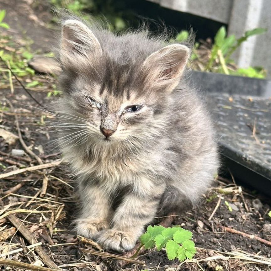 Котёнок в добрые руки