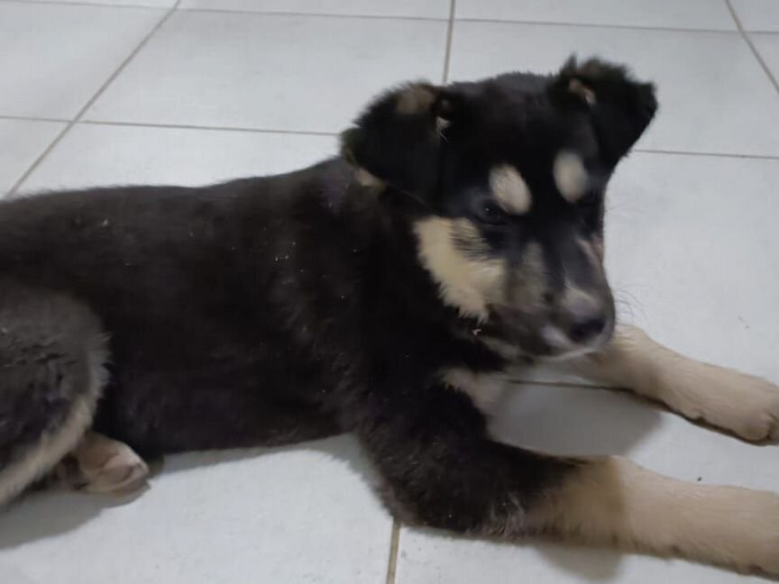 Подбросили щенка, в добрые руки