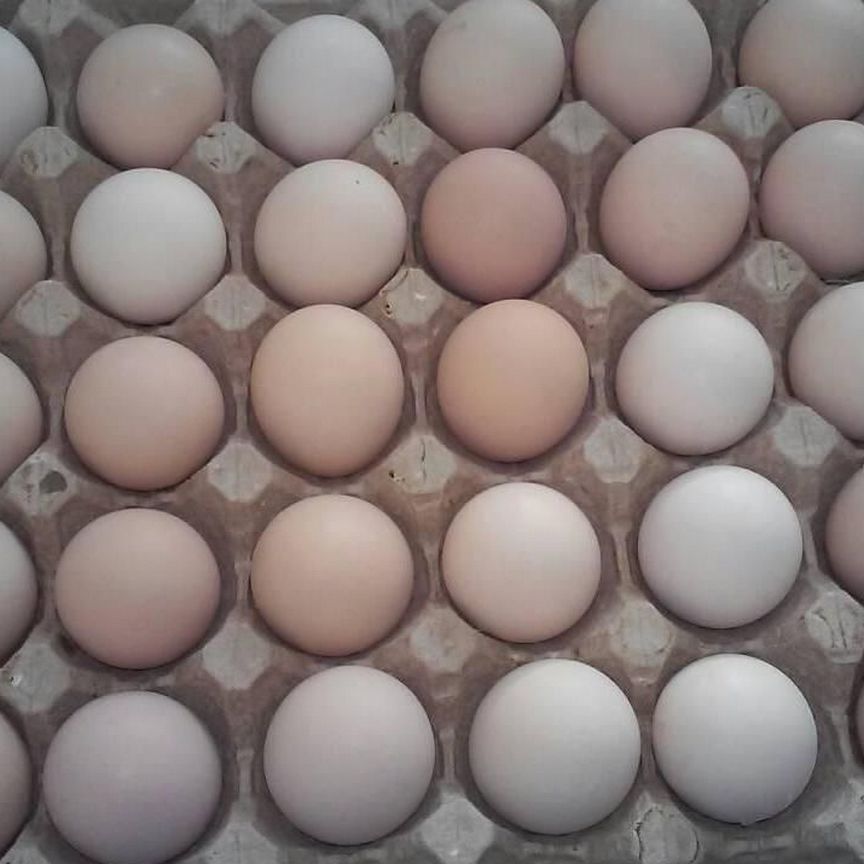 Инкубационное яйцо