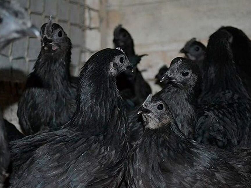 Куры молодки