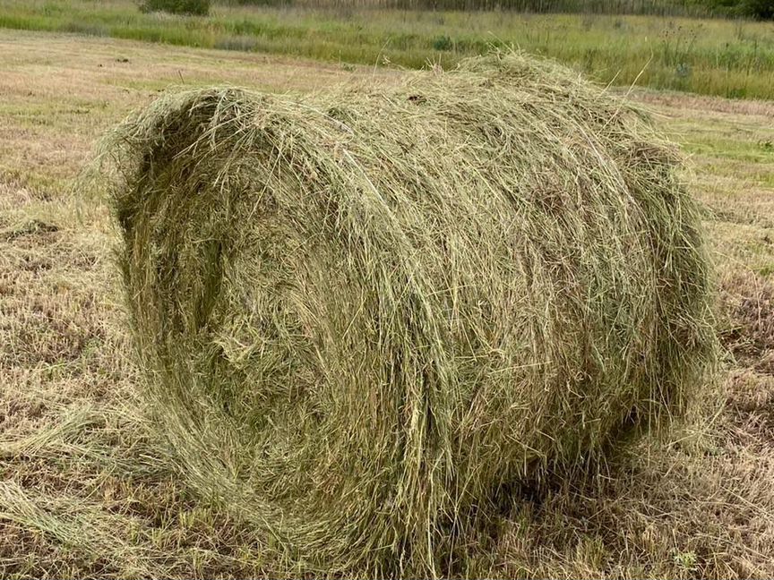 Сено в рулонах урожай 2023