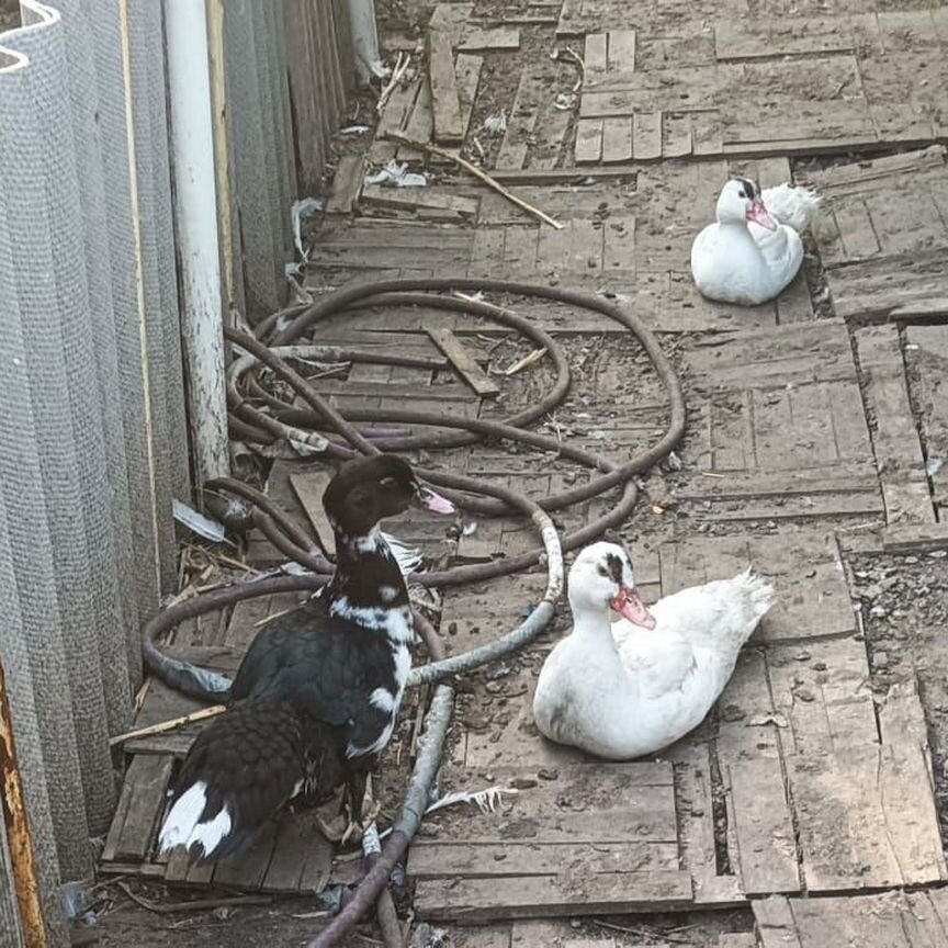 Мускусные утки индоутки индоутята