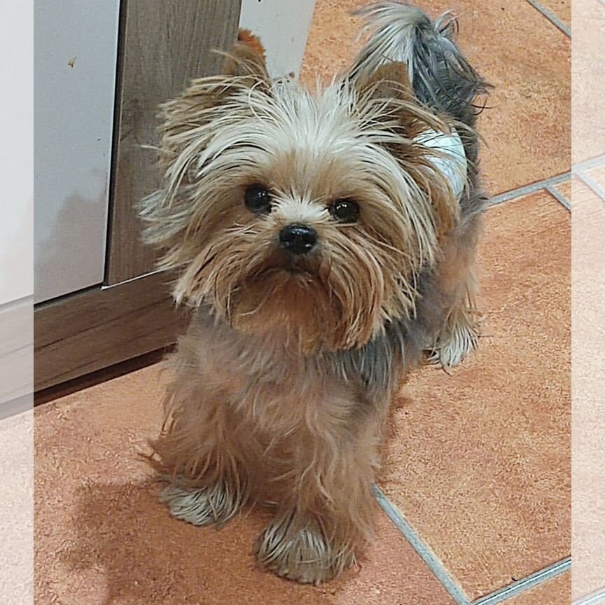 Йоркширский терьер, щенок