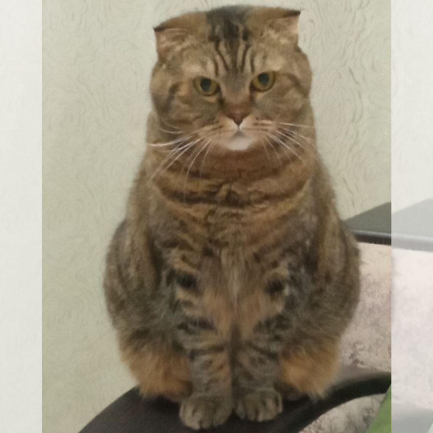 Кошка