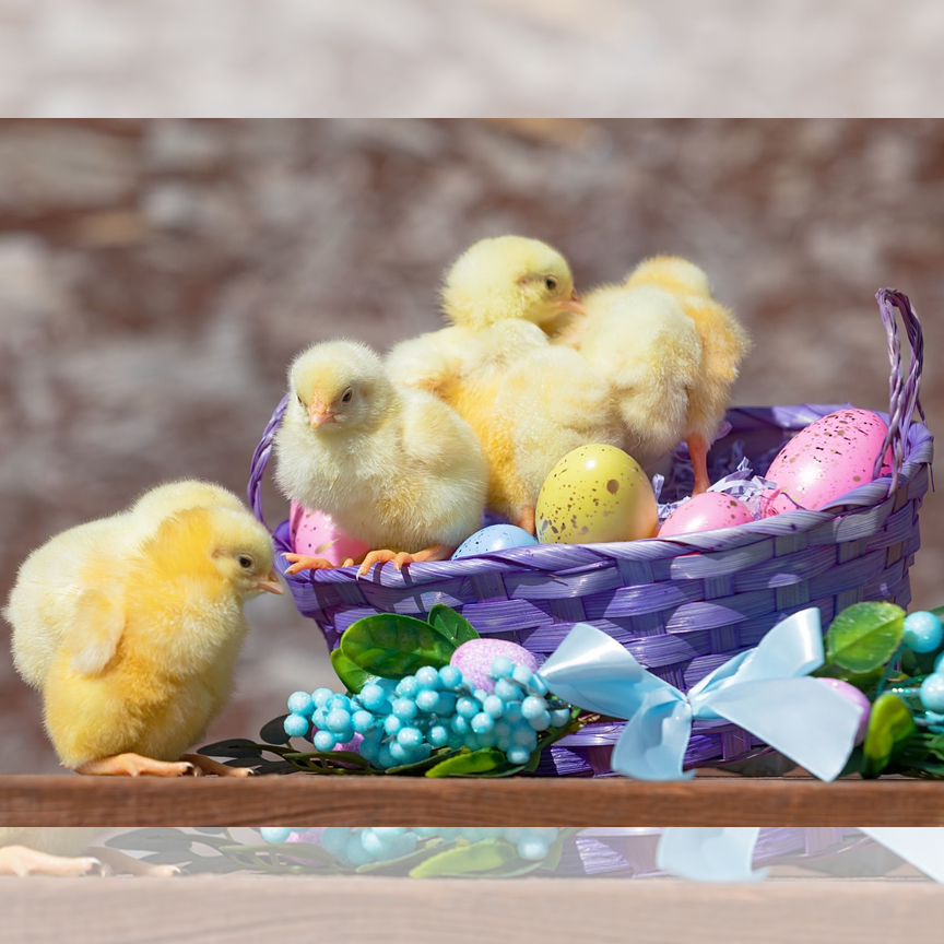 Утята, бройлер, гусята